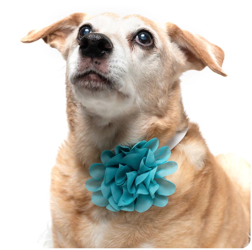 FLOWERS – Dapper Dexter