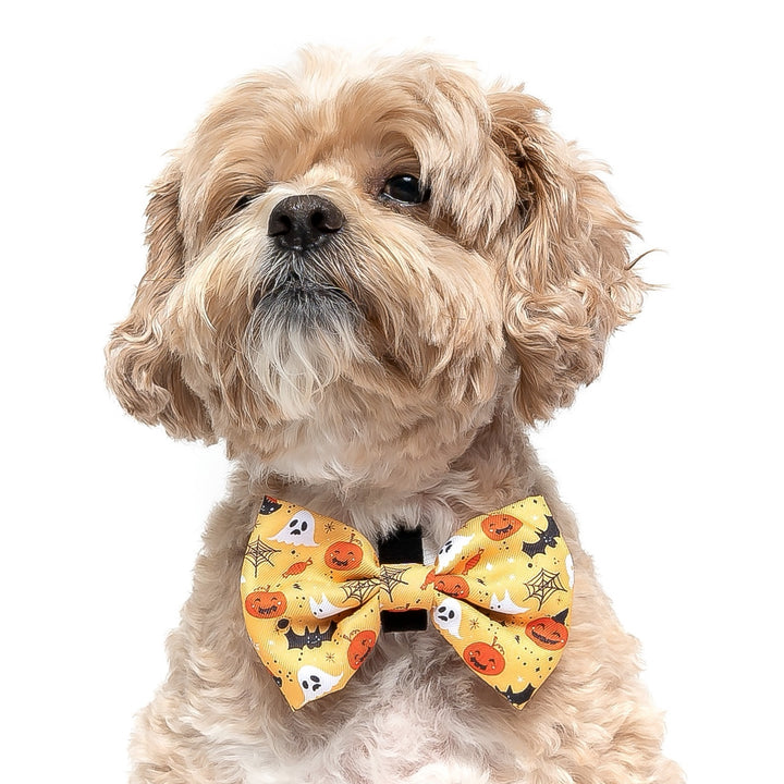 SPOOKY CUTE – Dapper Dexter